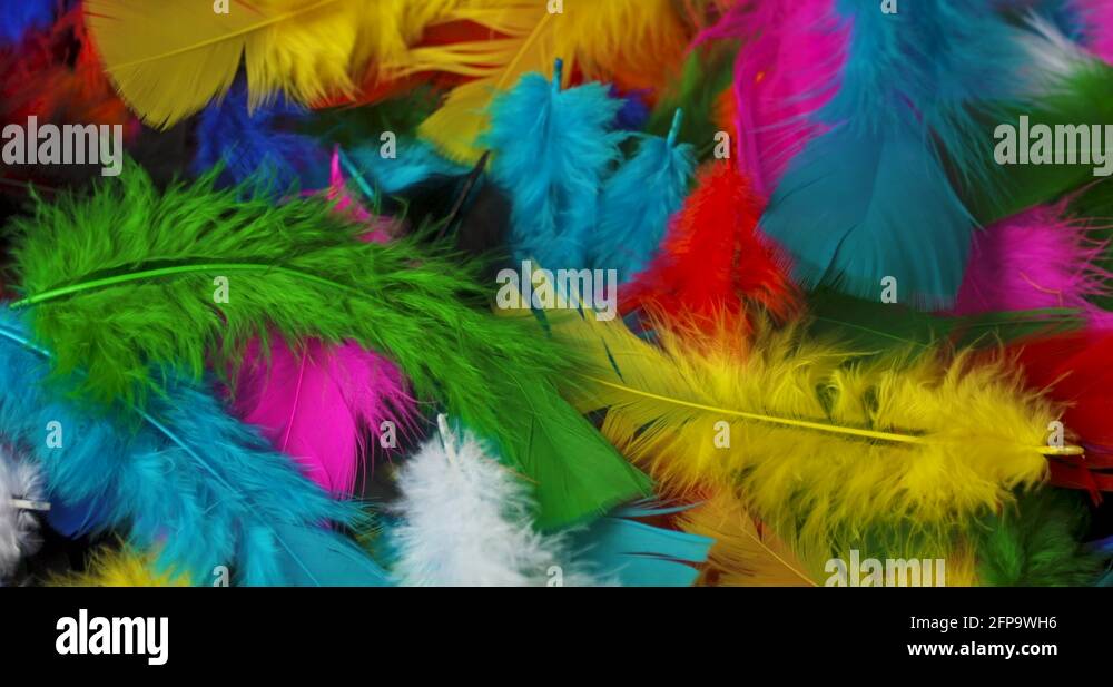 Colored feathers Stock Videos & Footage - HD and 4K Video Clips - Alamy