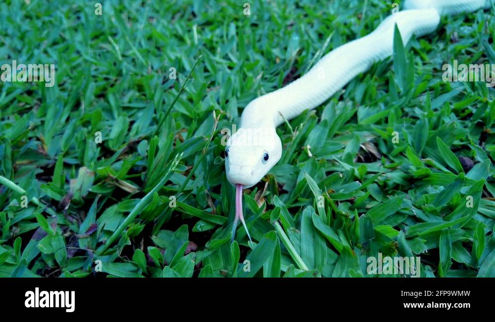 Leucistic Texas rat snake (Elaphe obsoleta lindheimeri) crawling on the ...