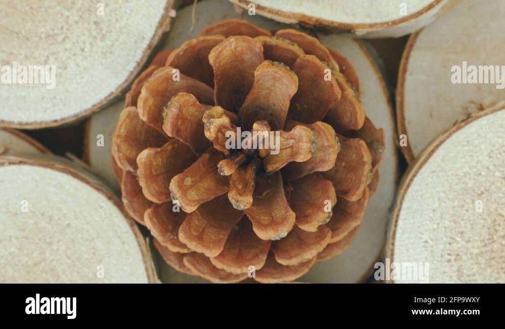 Beech cone Stock Videos & Footage - HD and 4K Video Clips - Alamy