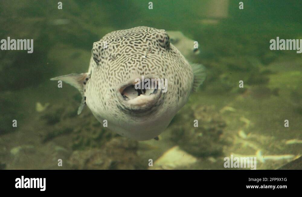 Body fat underwater Stock Videos & Footage - HD and 4K Video Clips - Alamy