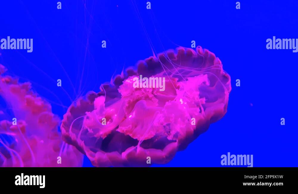 Translucent tentacles Stock Videos & Footage - HD and 4K Video Clips ...