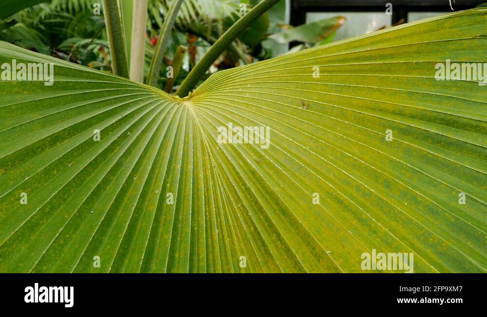 Fan palm leaf Stock Videos & Footage - HD and 4K Video Clips - Alamy