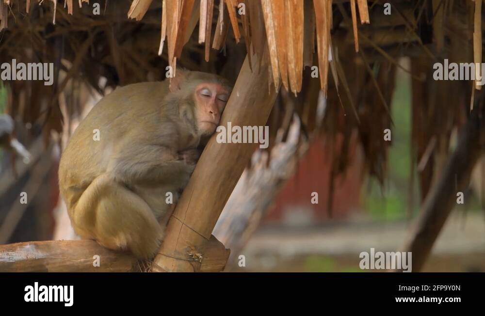 Monkey shelter Stock Videos & Footage - HD and 4K Video Clips - Alamy