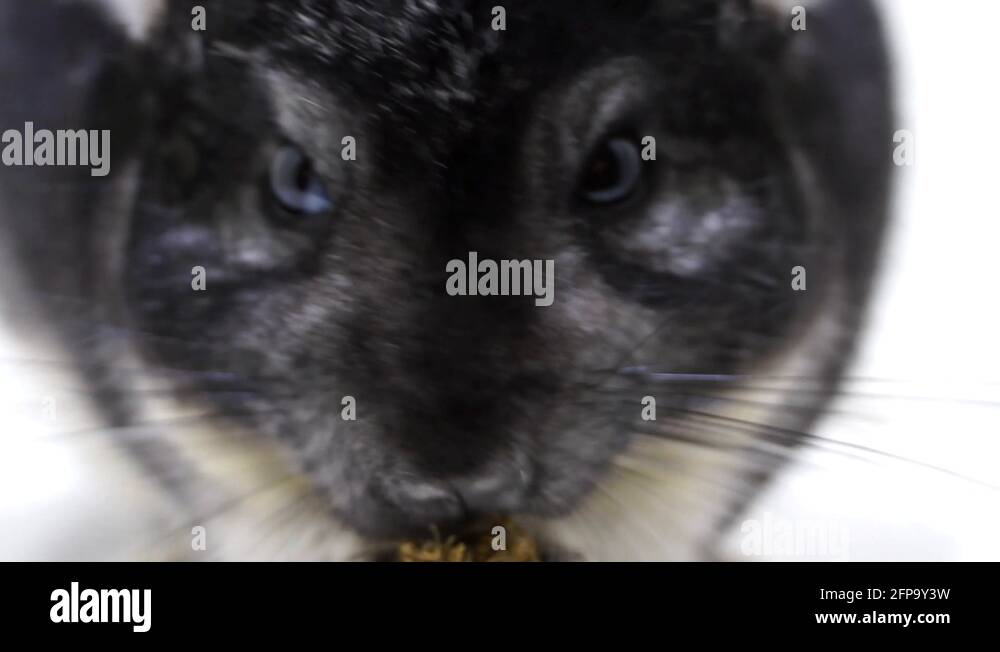 Full cheeks rodent Stock Videos & Footage - HD and 4K Video Clips - Alamy