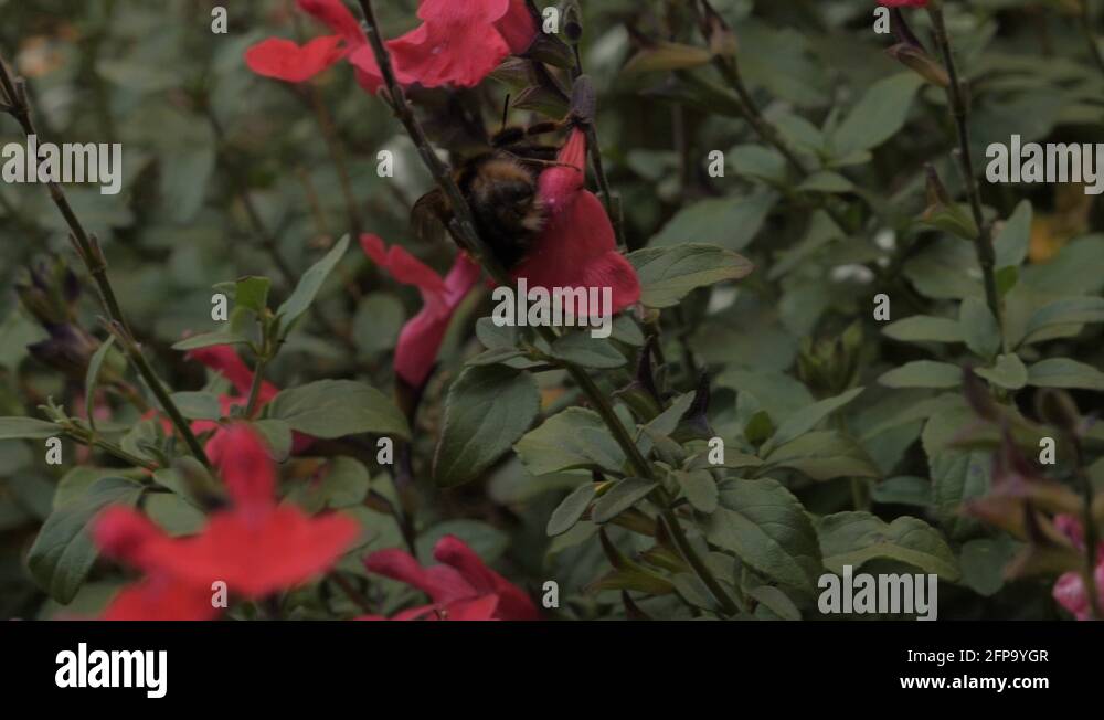 Genus pan Stock Videos & Footage - HD and 4K Video Clips - Alamy