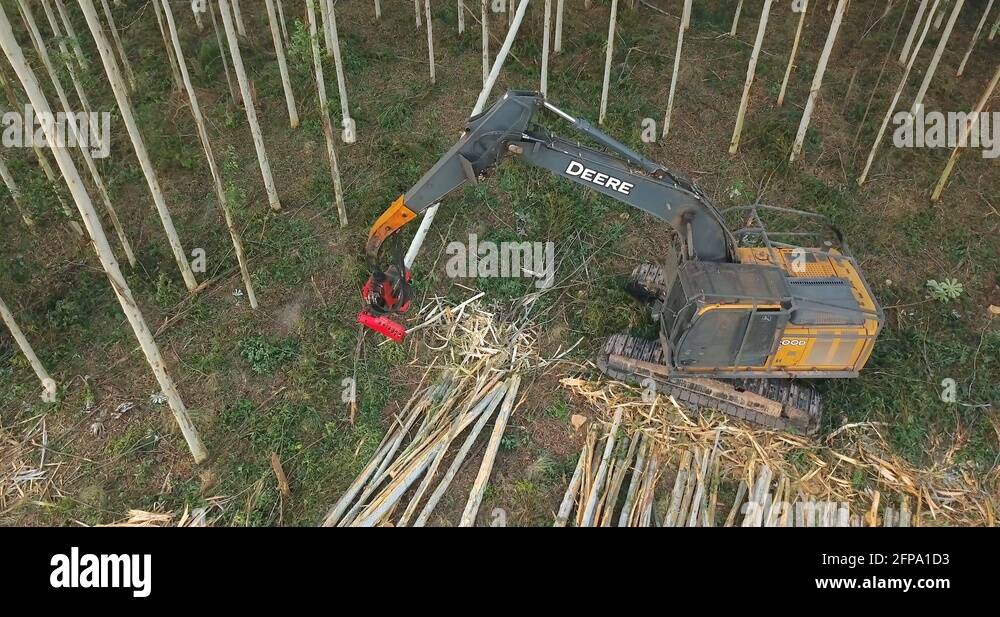 Stacking tree Stock Videos & Footage - HD and 4K Video Clips - Alamy