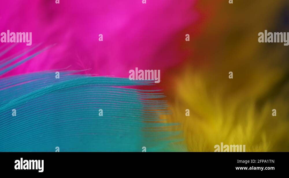 Wispy feathers Stock Videos & Footage - HD and 4K Video Clips - Alamy