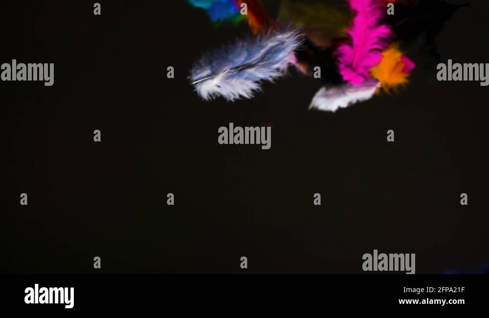 Bright colored feathers Stock Videos & Footage - HD and 4K Video Clips ...