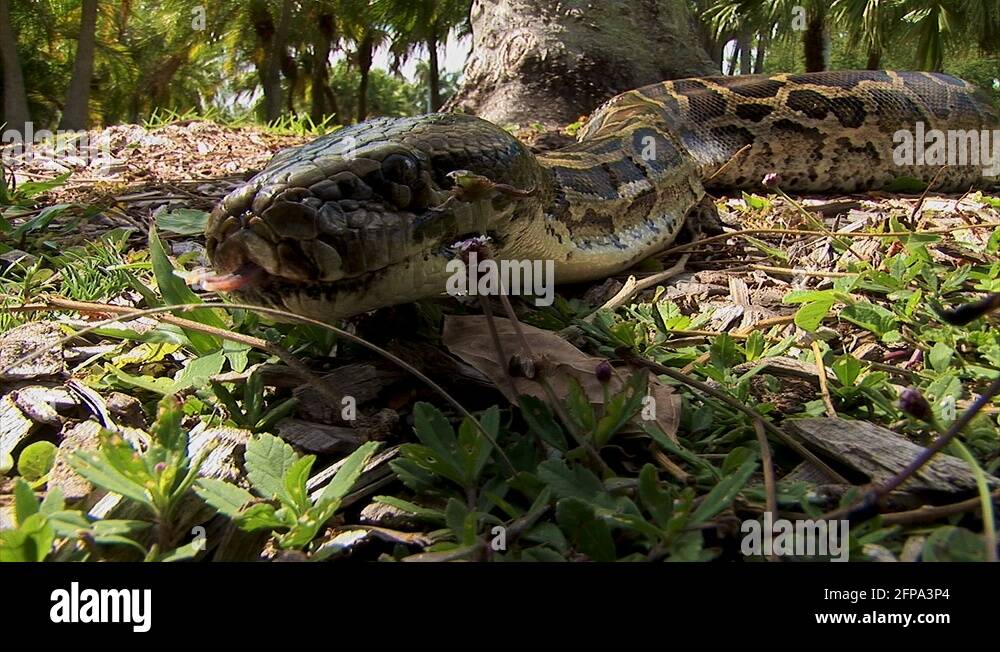 Big python snake Stock Videos & Footage - HD and 4K Video Clips - Alamy