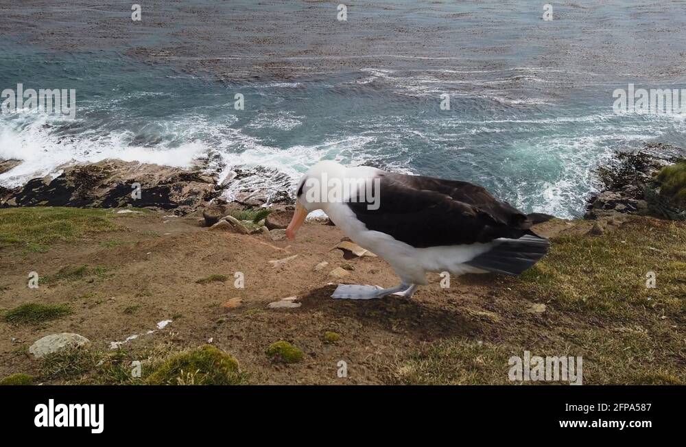Albatros bird Stock Videos & Footage - HD and 4K Video Clips - Alamy
