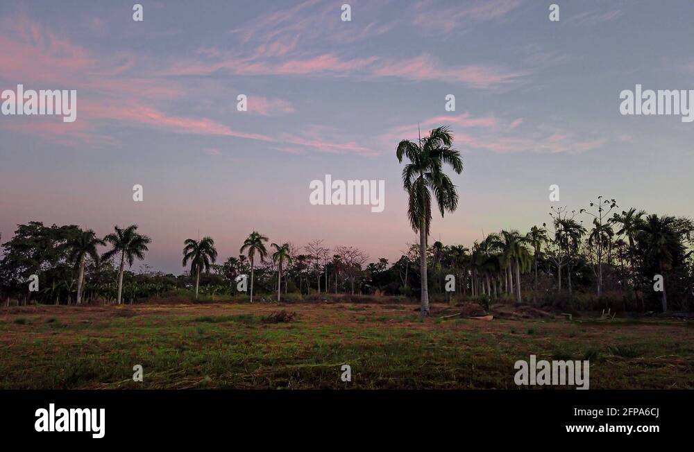 Palm tree cultivation Stock Videos & Footage - HD and 4K Video Clips ...