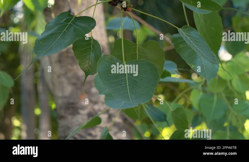 Bodhi fig tree Stock Videos & Footage - HD and 4K Video Clips - Alamy