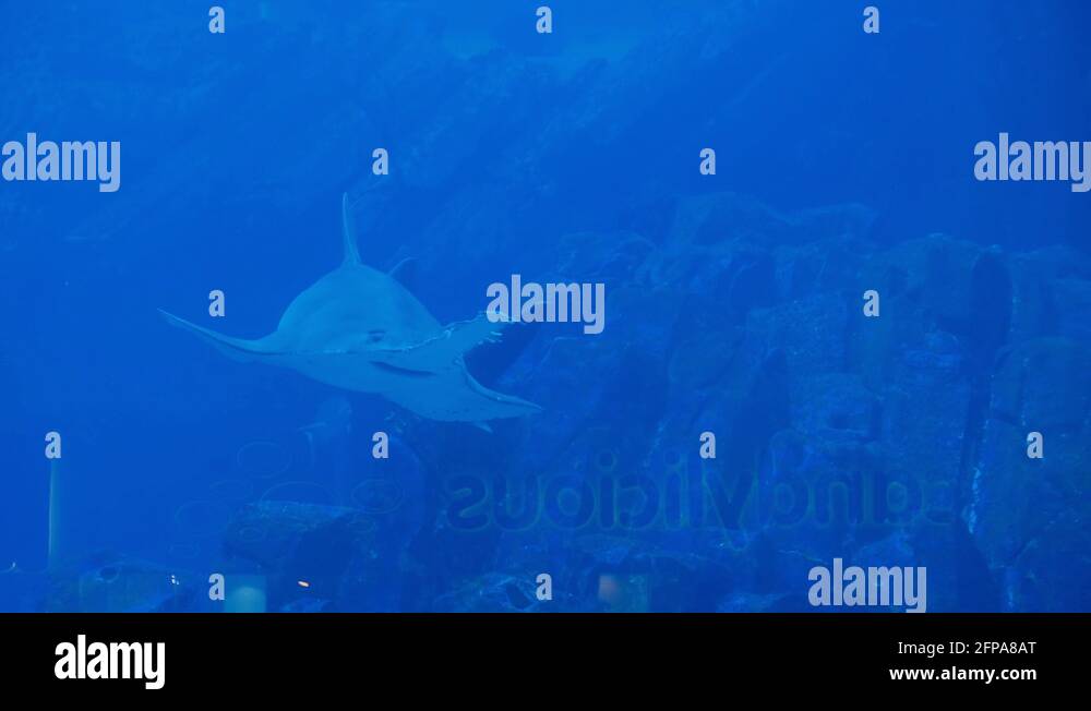 Sawfish also known as carpenter shark swim in the aquarium in The Dubai ...