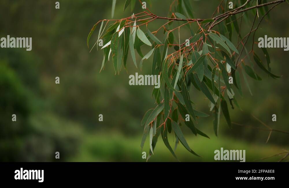 Green gum leaves Stock Videos & Footage - HD and 4K Video Clips - Alamy