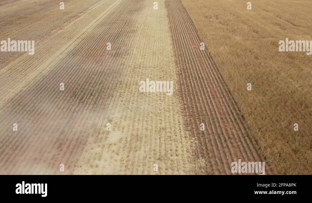 Drought wheat food crop Stock Videos & Footage - HD and 4K Video Clips ...