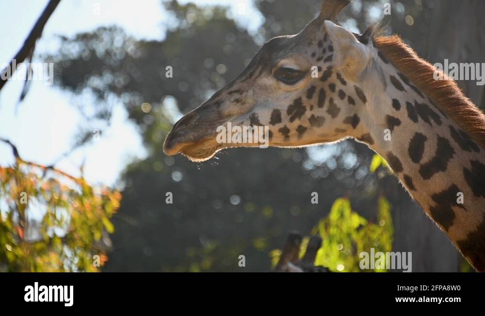 Elegant giraffe Stock Videos & Footage - HD and 4K Video Clips - Alamy