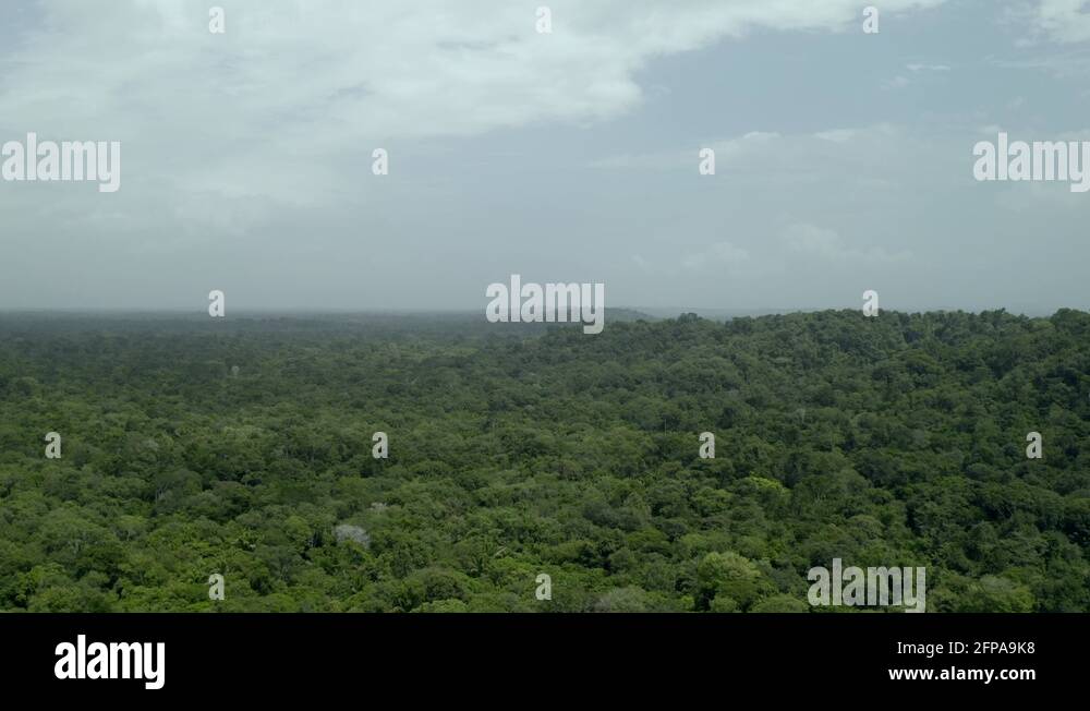 Amazon rainforest canopy Stock Videos & Footage - HD and 4K Video Clips ...