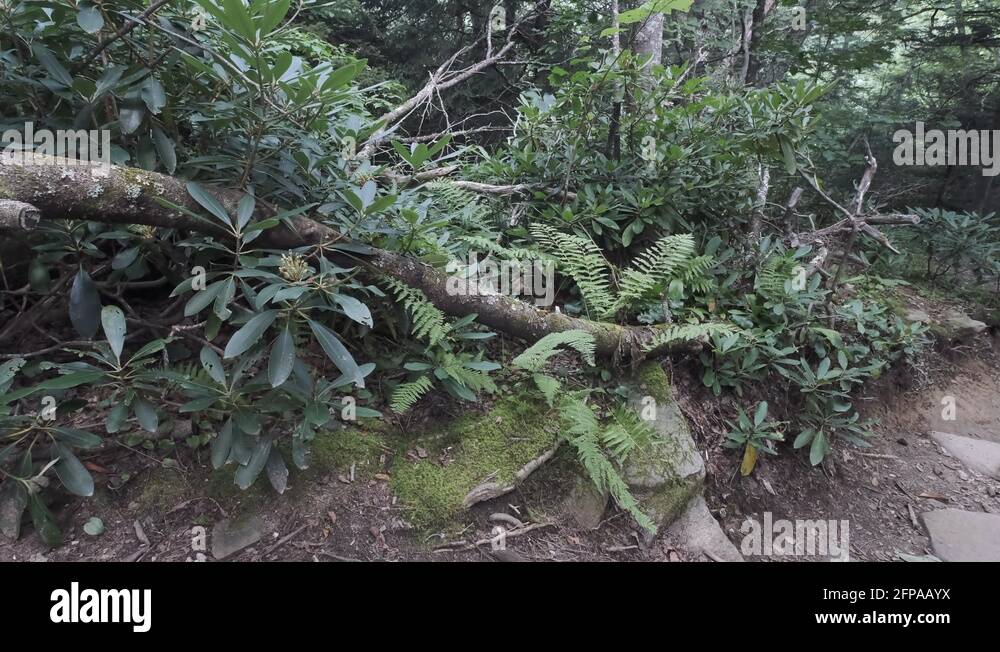 Broken tree limb Stock Videos & Footage - HD and 4K Video Clips - Alamy
