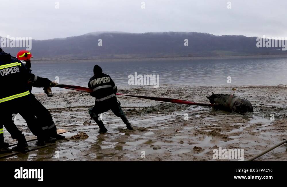 Horse mud Stock Videos & Footage - HD and 4K Video Clips - Alamy