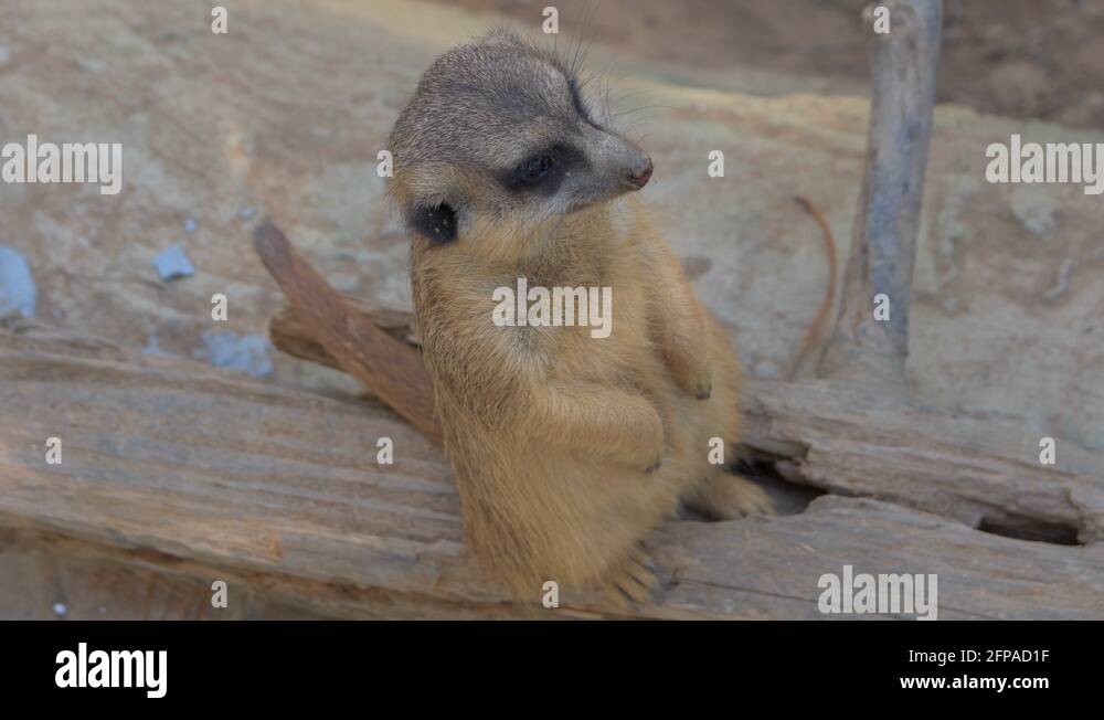 Meerkat suricate sitting Stock Videos & Footage - HD and 4K Video Clips ...