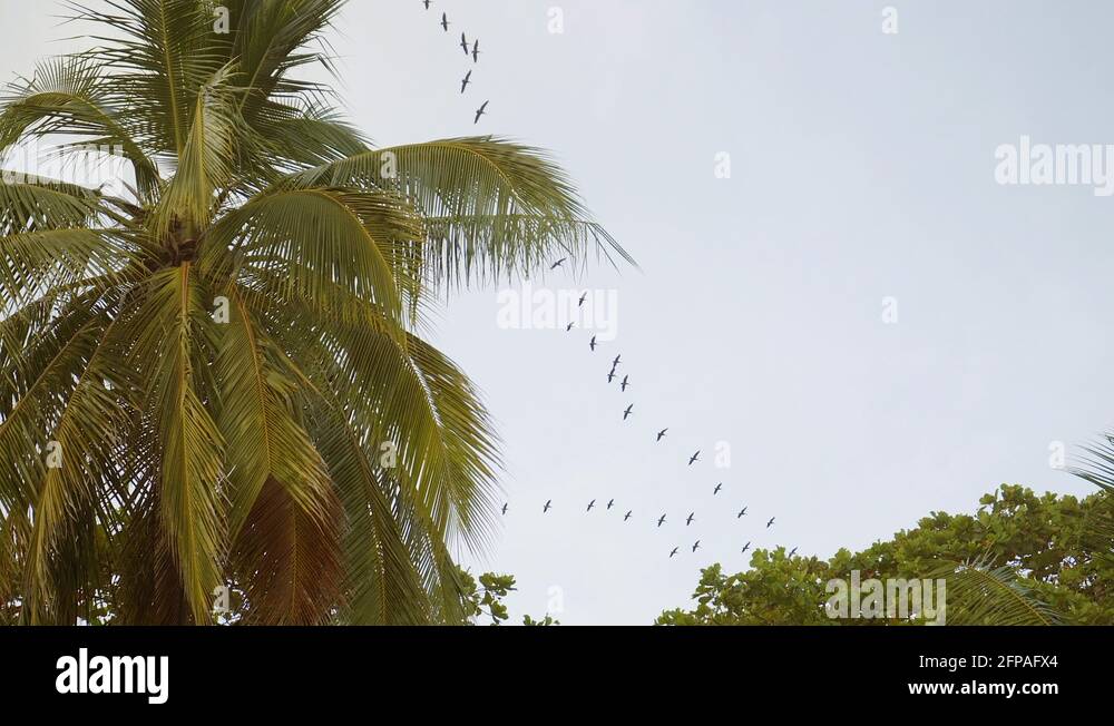 Sky palm tree Stock Videos & Footage - HD and 4K Video Clips - Alamy