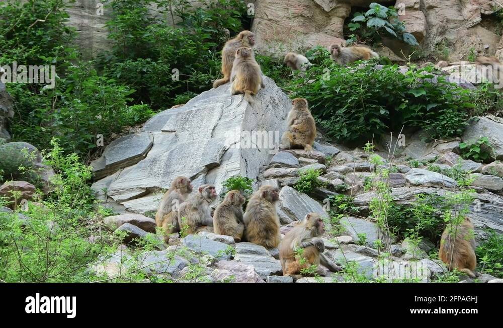 Monkeys with mammals Stock Videos & Footage - HD and 4K Video Clips - Alamy
