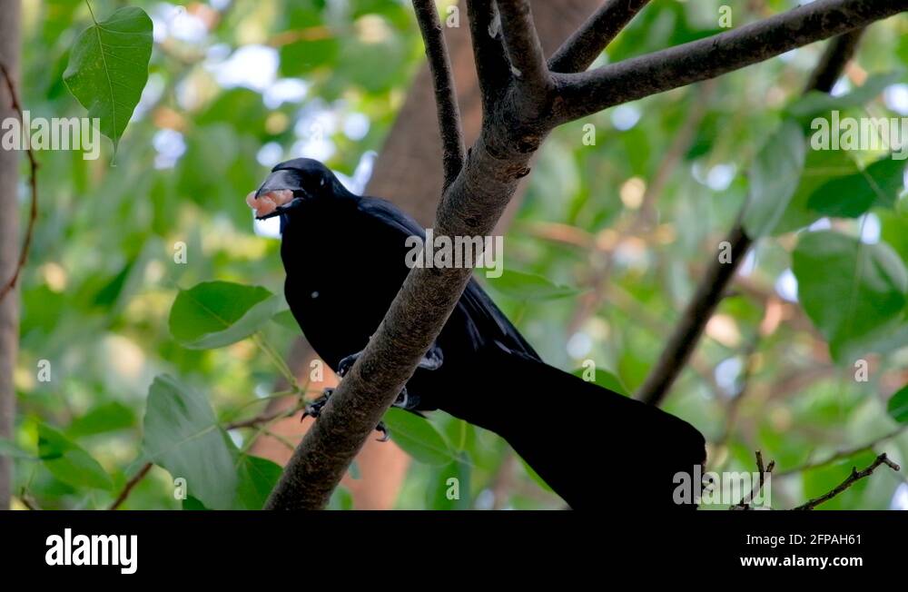 Indian jungle crow Stock Videos & Footage - HD and 4K Video Clips - Alamy