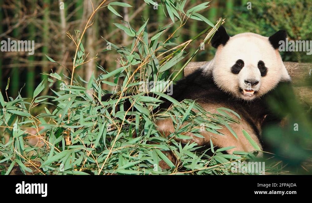 A big panda sits on his butt and enjoys / eats his bamboo.- The rare ...