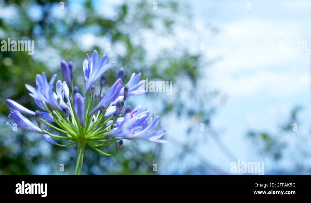 Single stem flower Stock Videos & Footage - HD and 4K Video Clips - Alamy