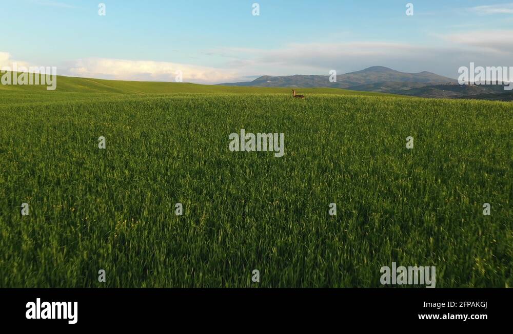 Europe moravia field Stock Videos & Footage - HD and 4K Video Clips - Alamy