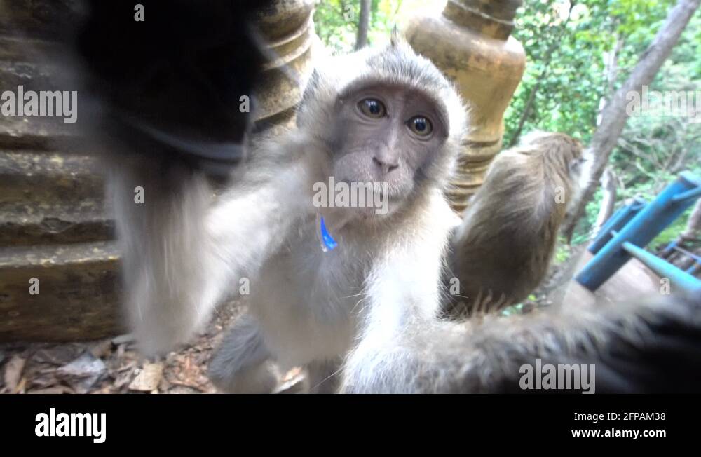 Camera and lens and animal Stock Videos & Footage - HD and 4K Video ...