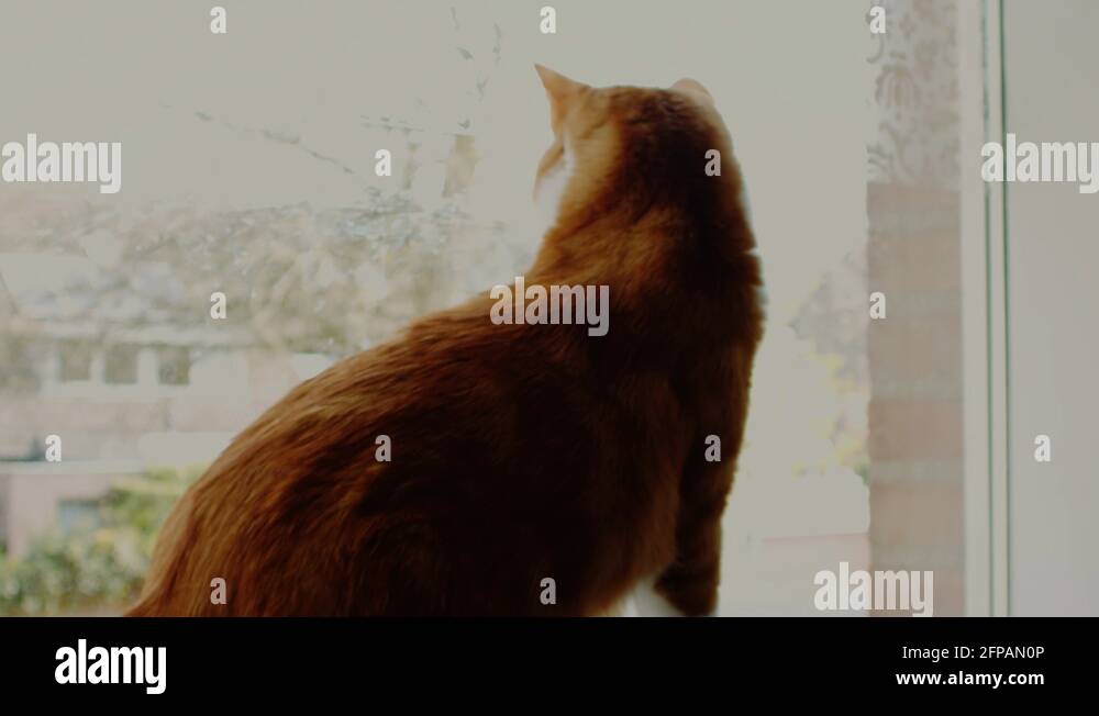 Cat watching through window Stock Videos & Footage - HD and 4K Video ...