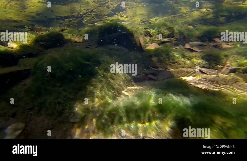 Algae covered rocks Stock Videos & Footage - HD and 4K Video Clips - Alamy