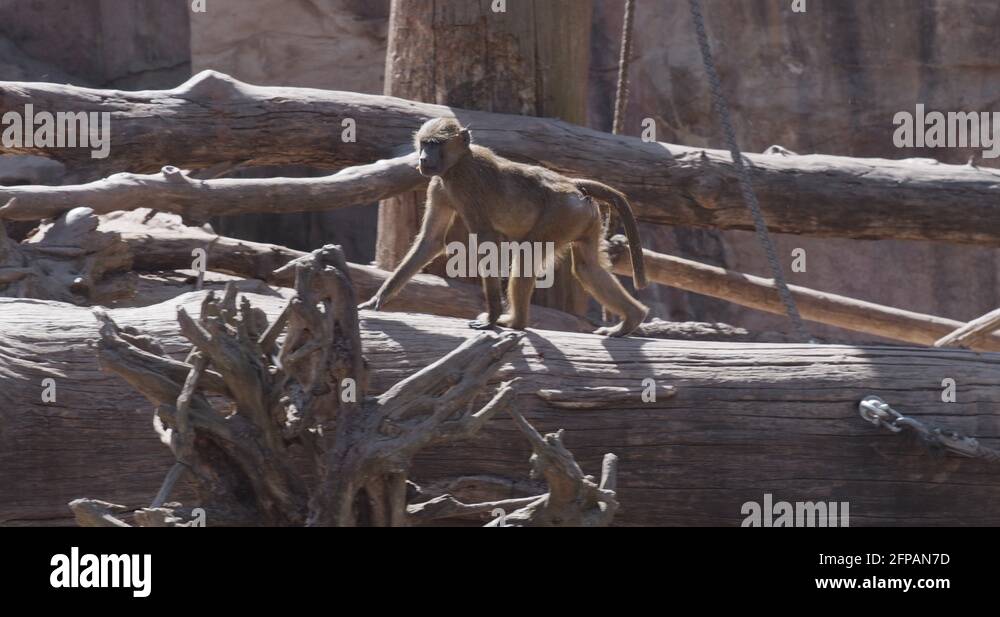 Monkey enclosure zoo Stock Videos & Footage - HD and 4K Video Clips - Alamy