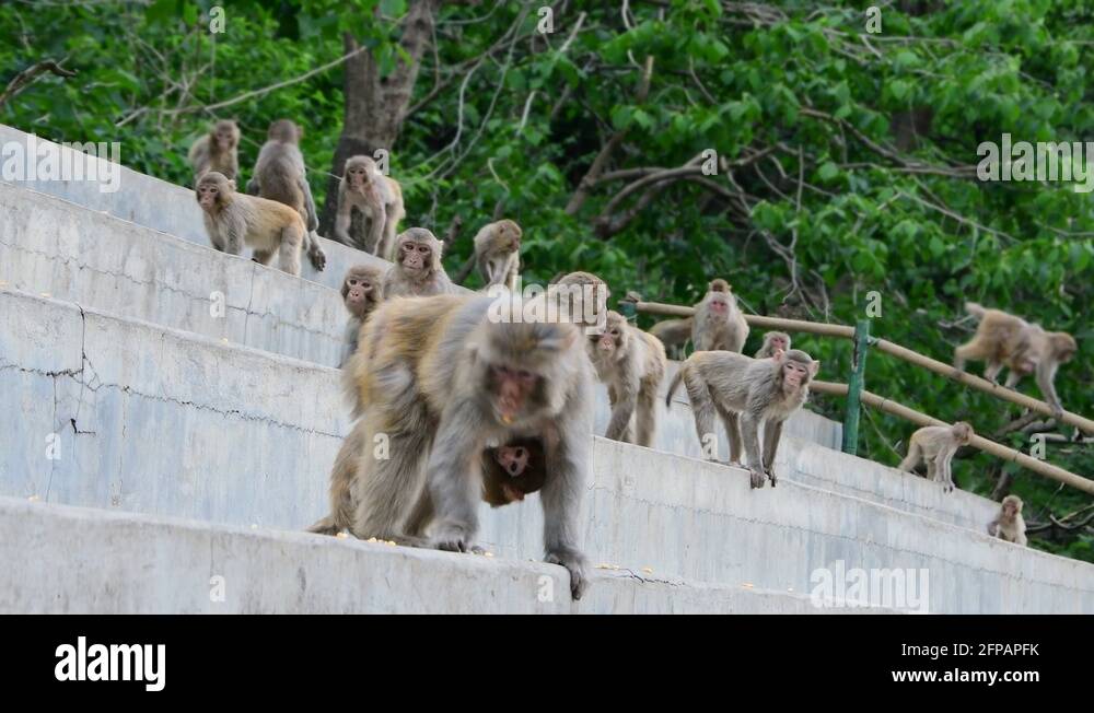 Eating zoo family wildlife Stock Videos & Footage - HD and 4K Video ...