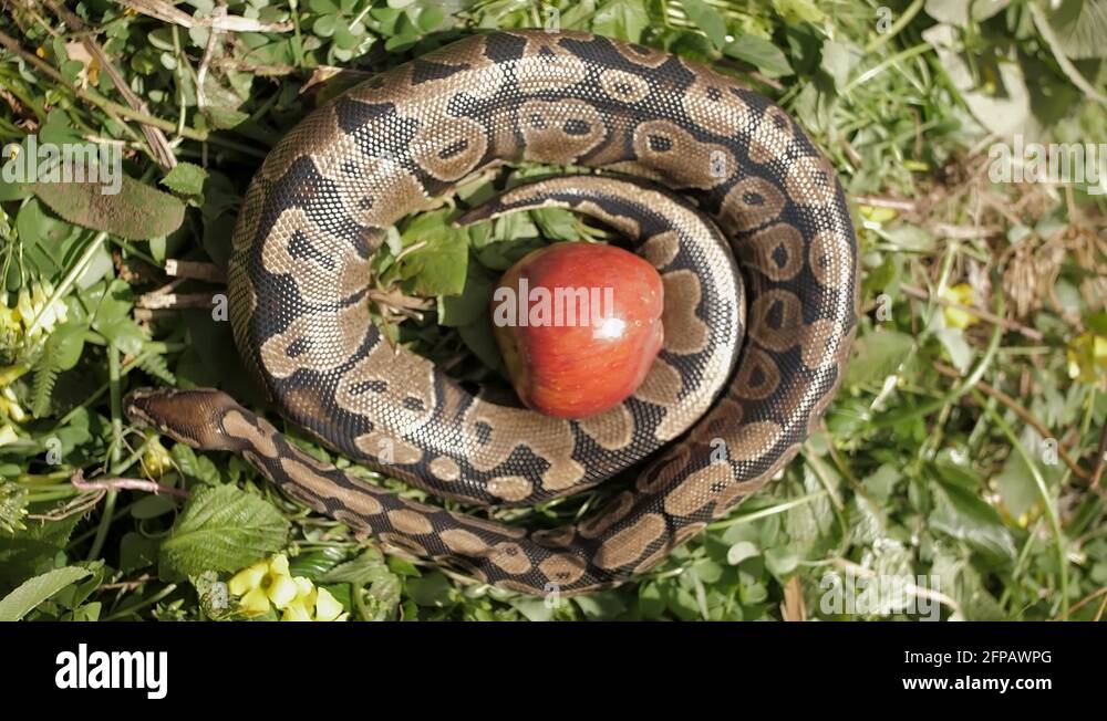 Forbidden fruit snake Stock Videos & Footage - HD and 4K Video Clips ...