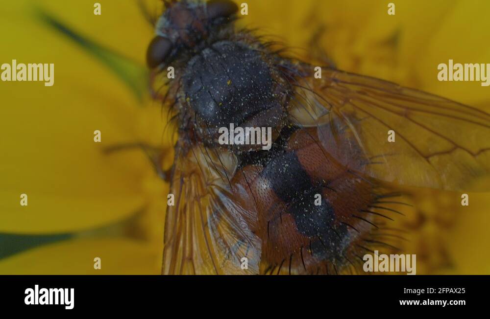 Bee like insect flower Stock Videos & Footage - HD and 4K Video Clips ...