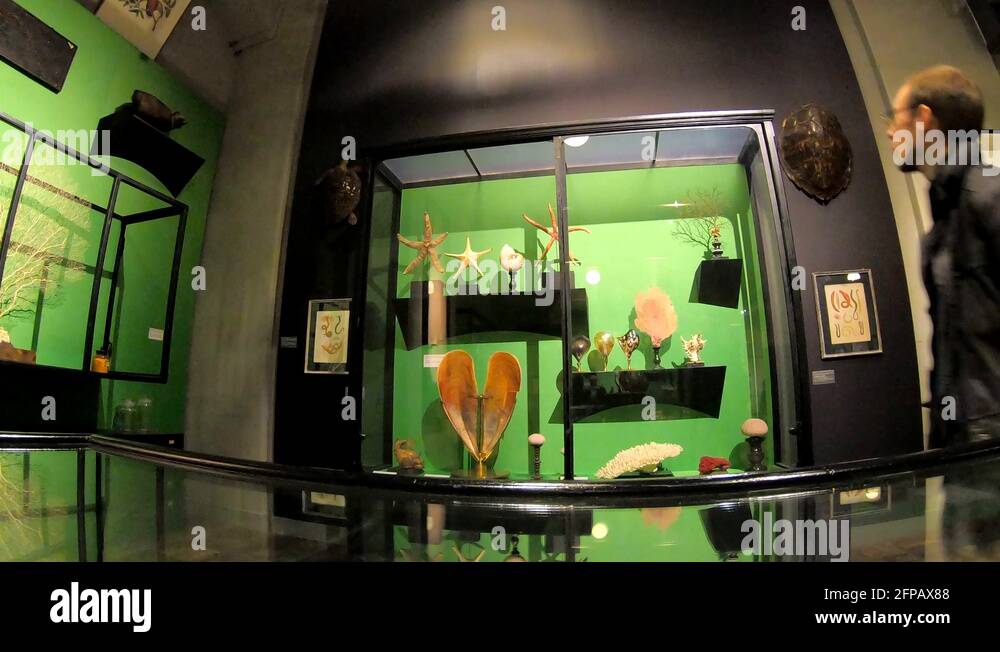 Botany museum and exhibition Stock Videos & Footage - HD and 4K Video ...