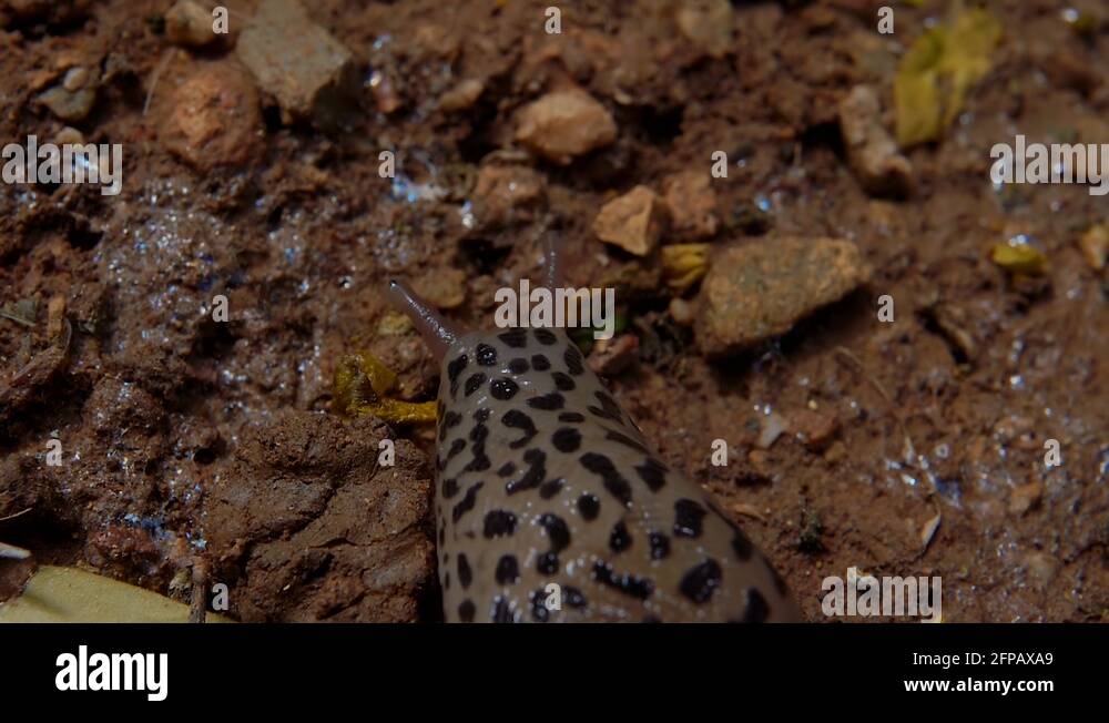 Spotted leopard slug Stock Videos & Footage - HD and 4K Video Clips - Alamy