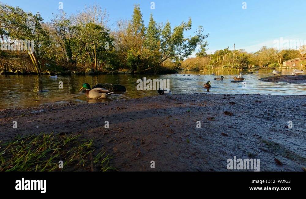 Reserve river Stock Videos & Footage - HD and 4K Video Clips - Alamy