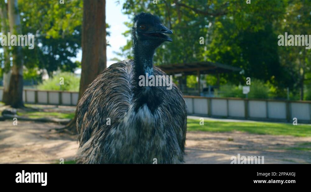 Emu closeup view Stock Videos & Footage - HD and 4K Video Clips - Alamy