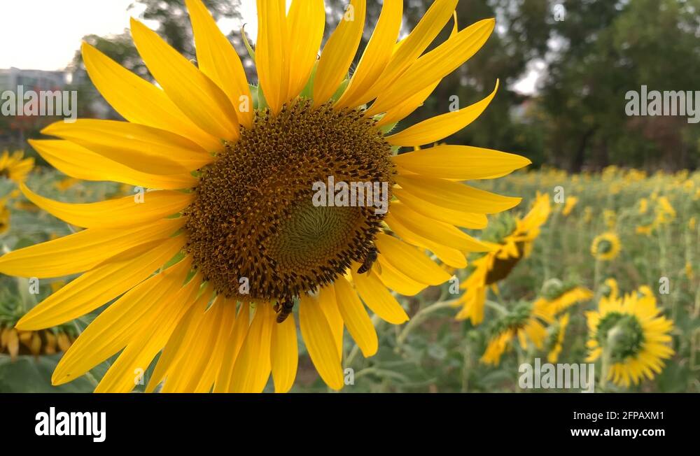 Pollen helianthus annuus asteraceae Stock Videos & Footage - HD and 4K ...