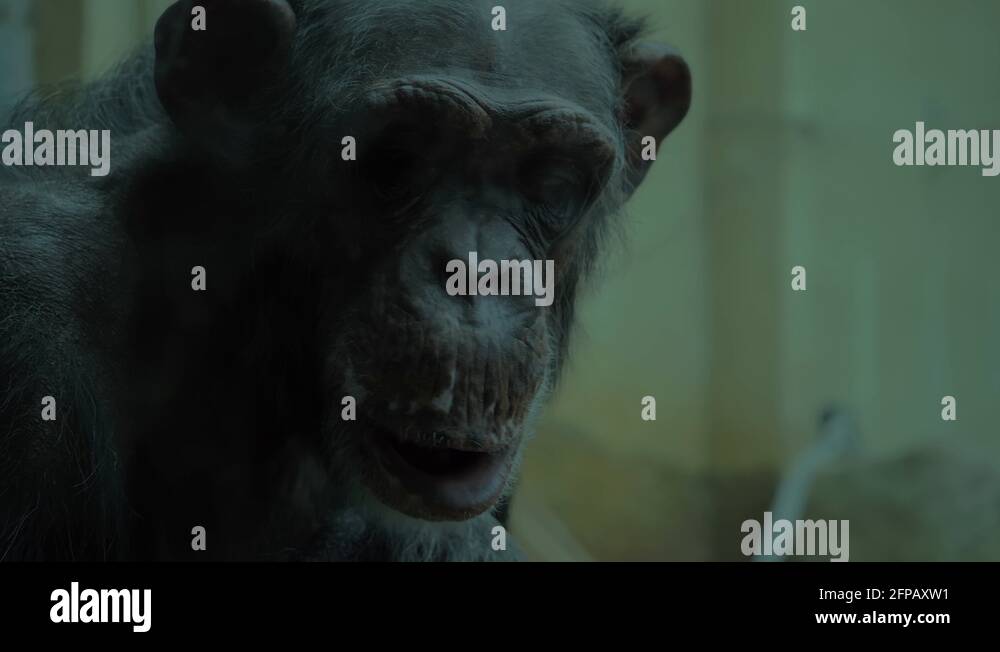 Close Up of Old Chimpanzee's Face Looking Around Zoo Enclosure Stock ...