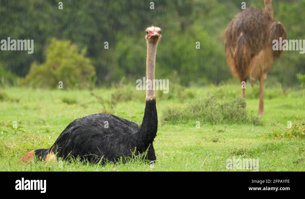 Ostrich sitting Stock Videos & Footage - HD and 4K Video Clips - Alamy