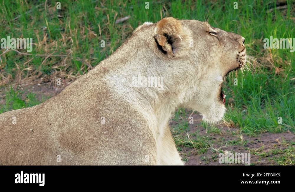 A Lioness Blind On One Eye Resting On The Grassland In Savuti, Botswana ...