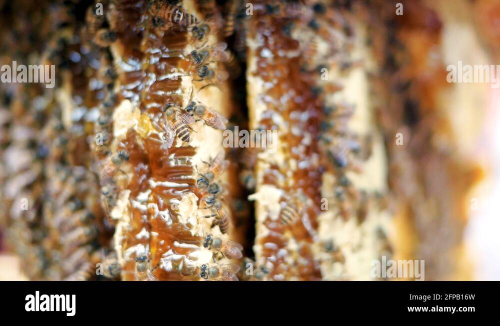 Bees working on honeycomb with honey pieces nectar into cells inside ...