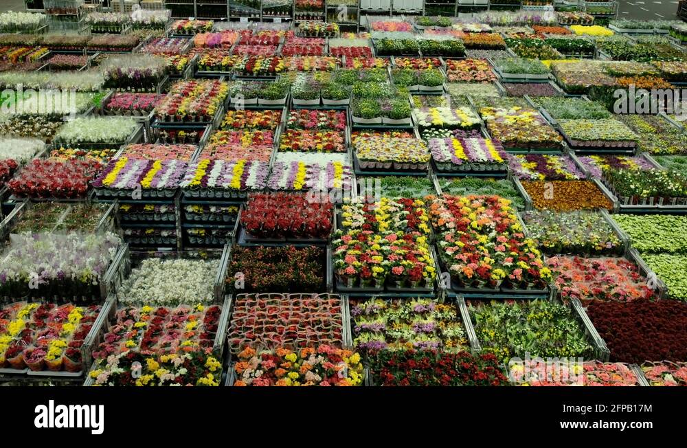 Flower distribution Stock Videos & Footage - HD and 4K Video Clips - Alamy