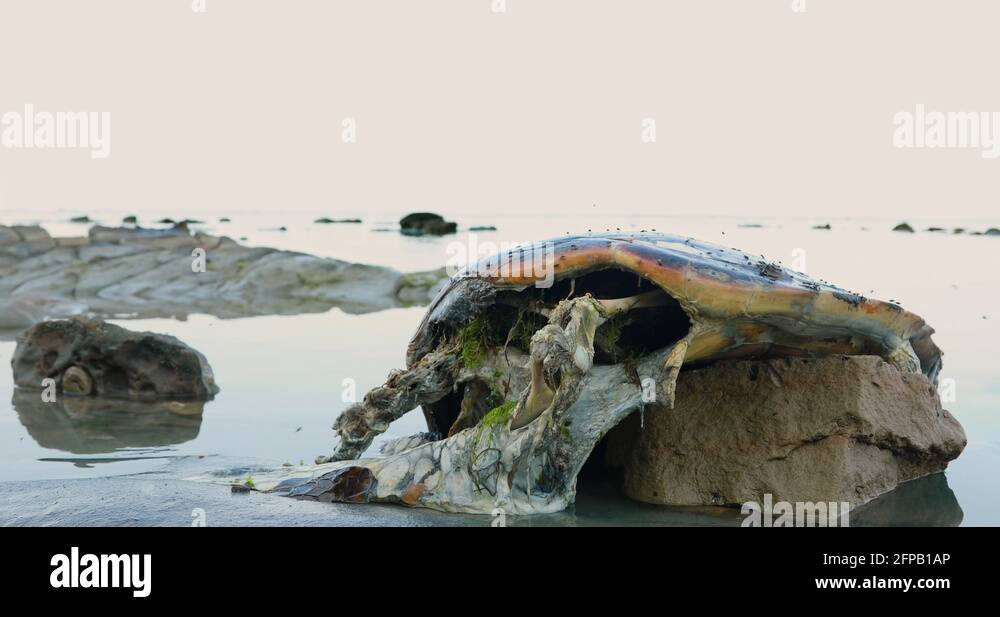Shell dead Stock Videos & Footage - HD and 4K Video Clips - Alamy