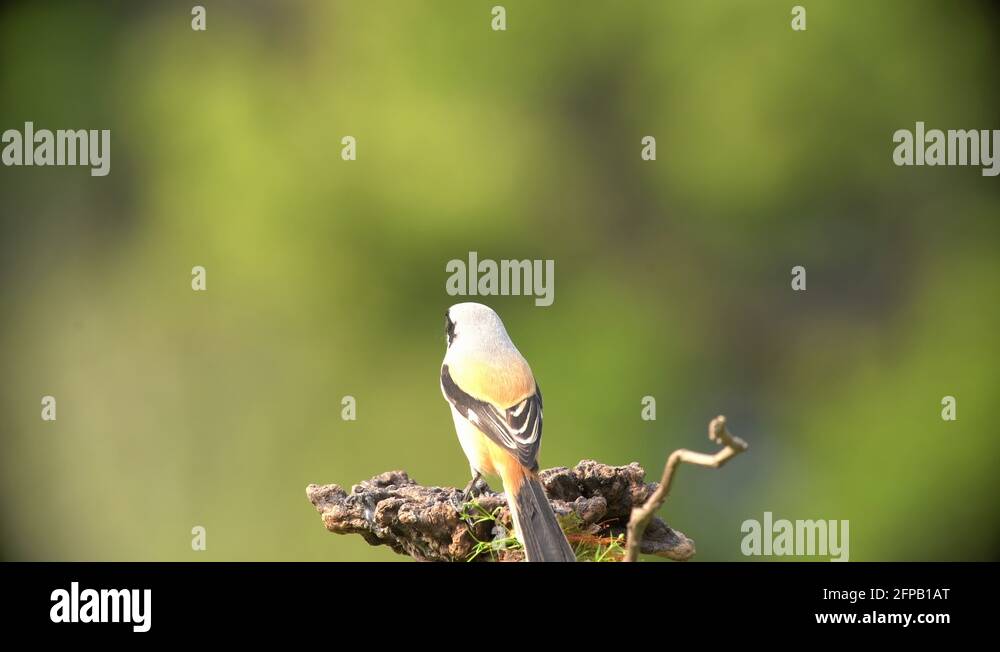 Orange leg bird Stock Videos & Footage - HD and 4K Video Clips - Alamy
