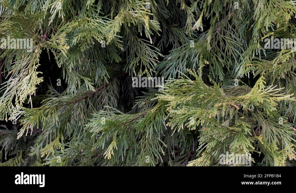 Stiff leaf Stock Videos & Footage - HD and 4K Video Clips - Alamy